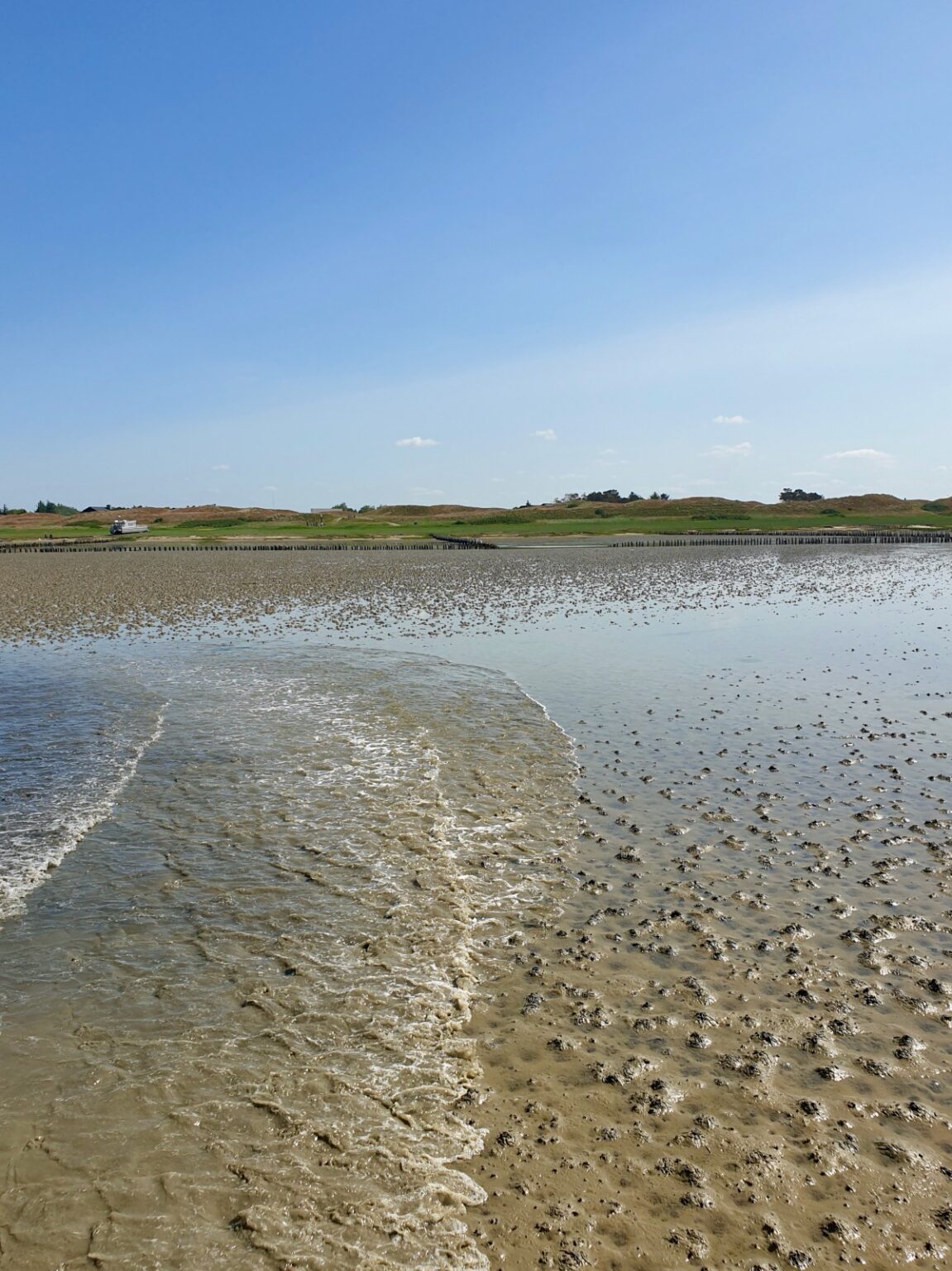 Auf Robben-Safari vor der dänischen Nordsee-Insel Mandø